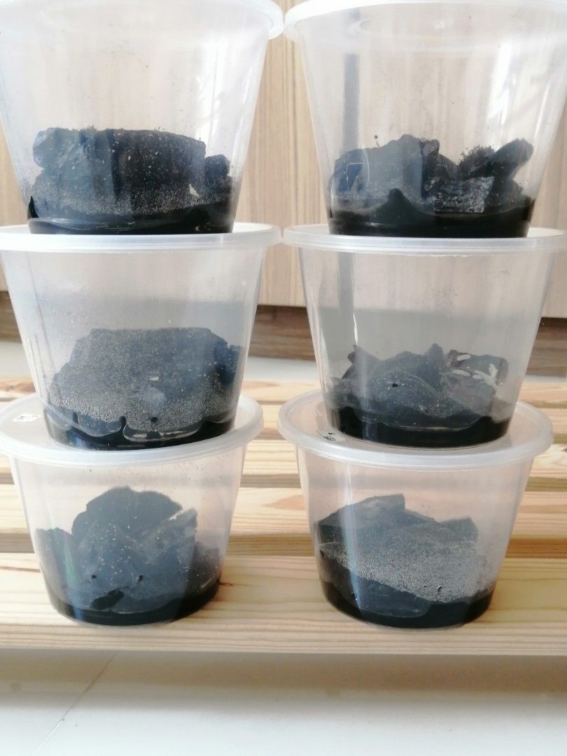 Springtails, Furniture & Home Living, Gardening, Pots & Planters on ...