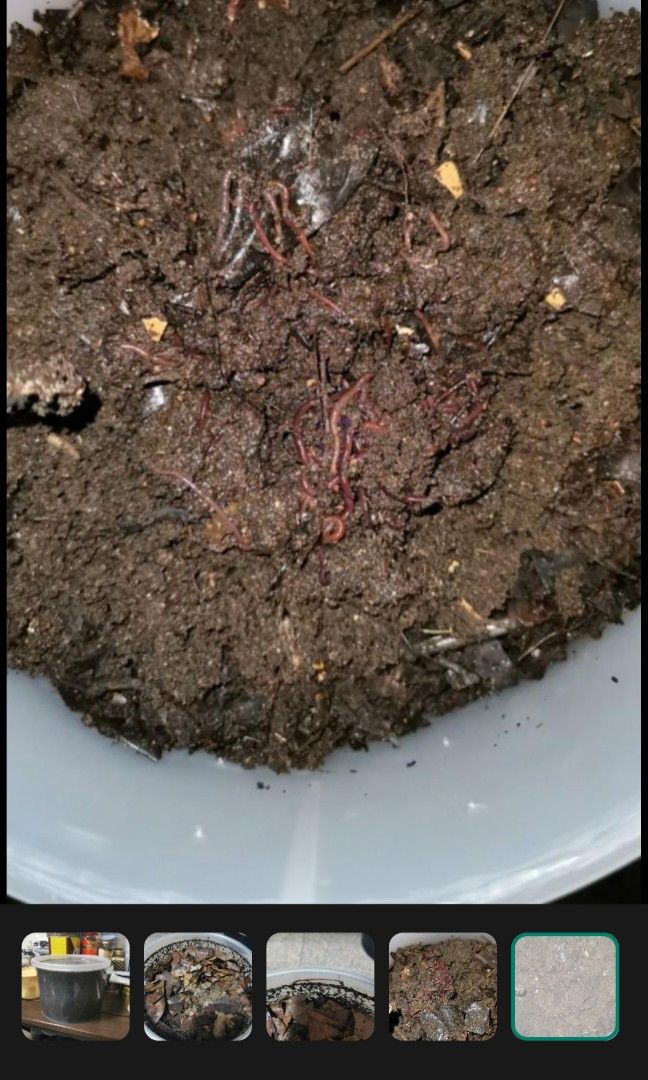 Composting earthworms, Furniture & Home Living, Gardening, Garden Soil ...