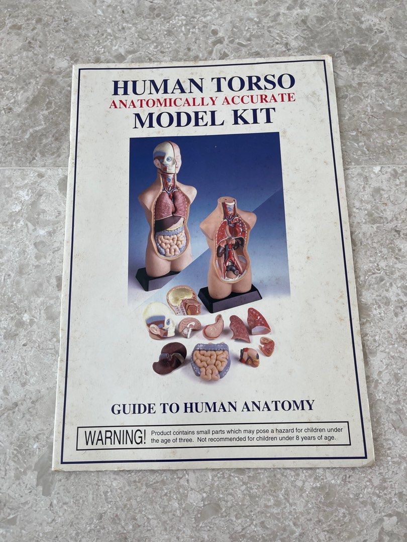 Human Torso Model Kit, Hobbies & Toys, Stationery & Craft, Stationery ...