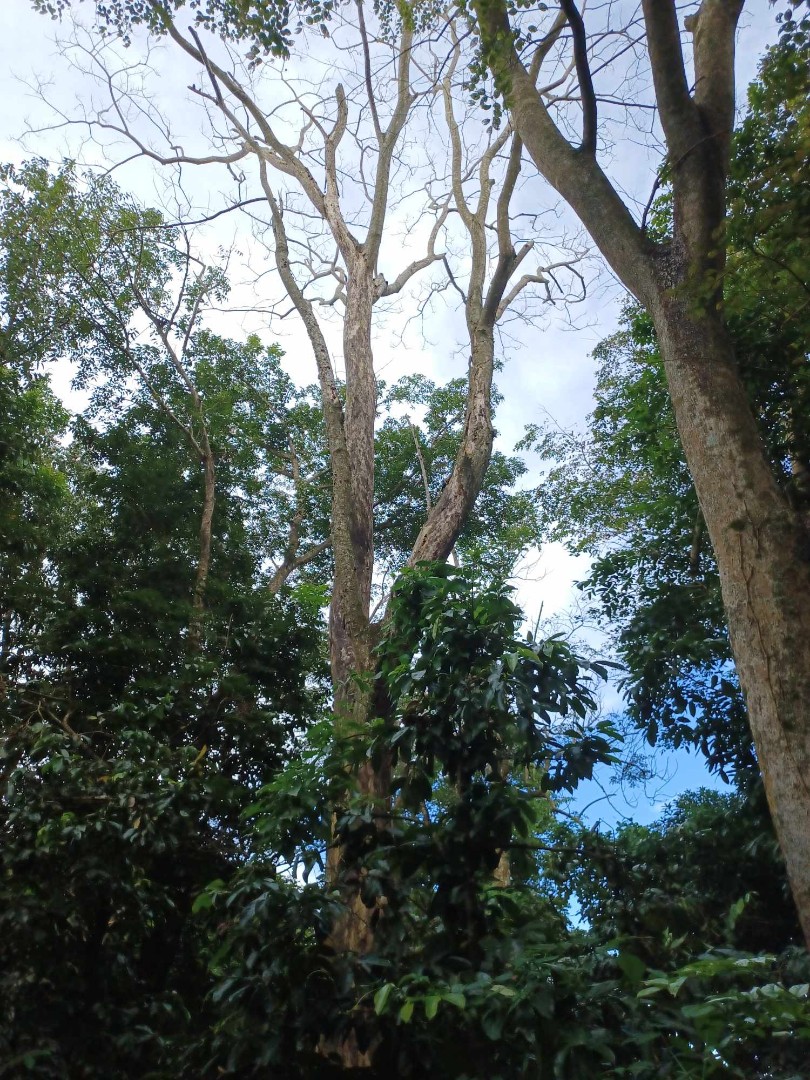 Narra Tree, Furniture & Home Living, Gardening, Plants & Seeds on Carousell