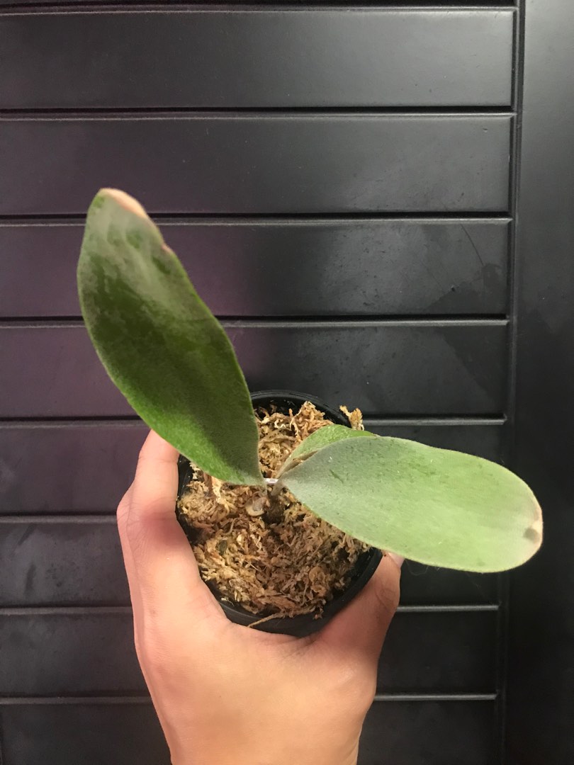 Platycerium Hakuna Matata, Furniture & Home Living, Gardening, Plants ...