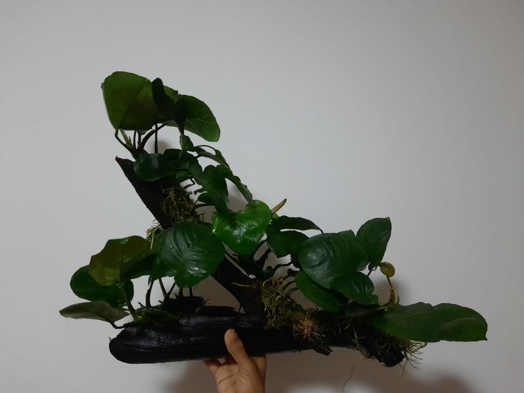 Anubias nana structure with plants, Furniture & Home Living, Gardening ...