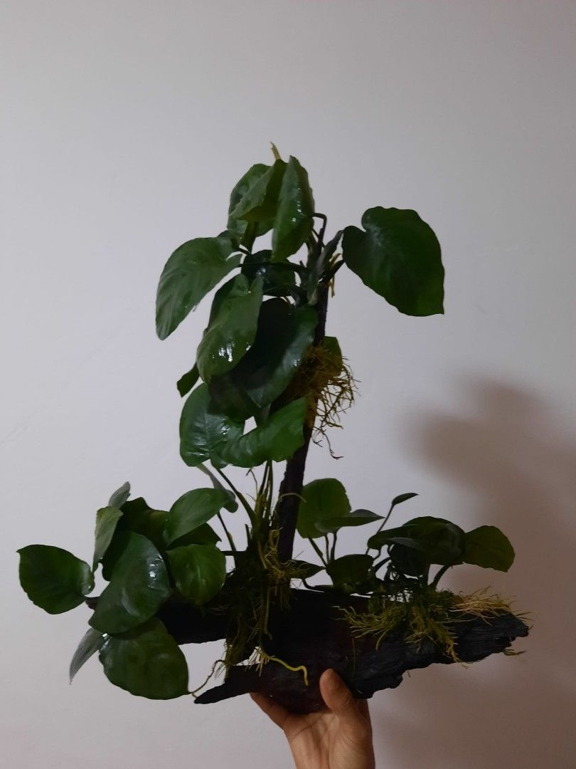 Anubias nana structure with plants, Furniture & Home Living, Gardening ...