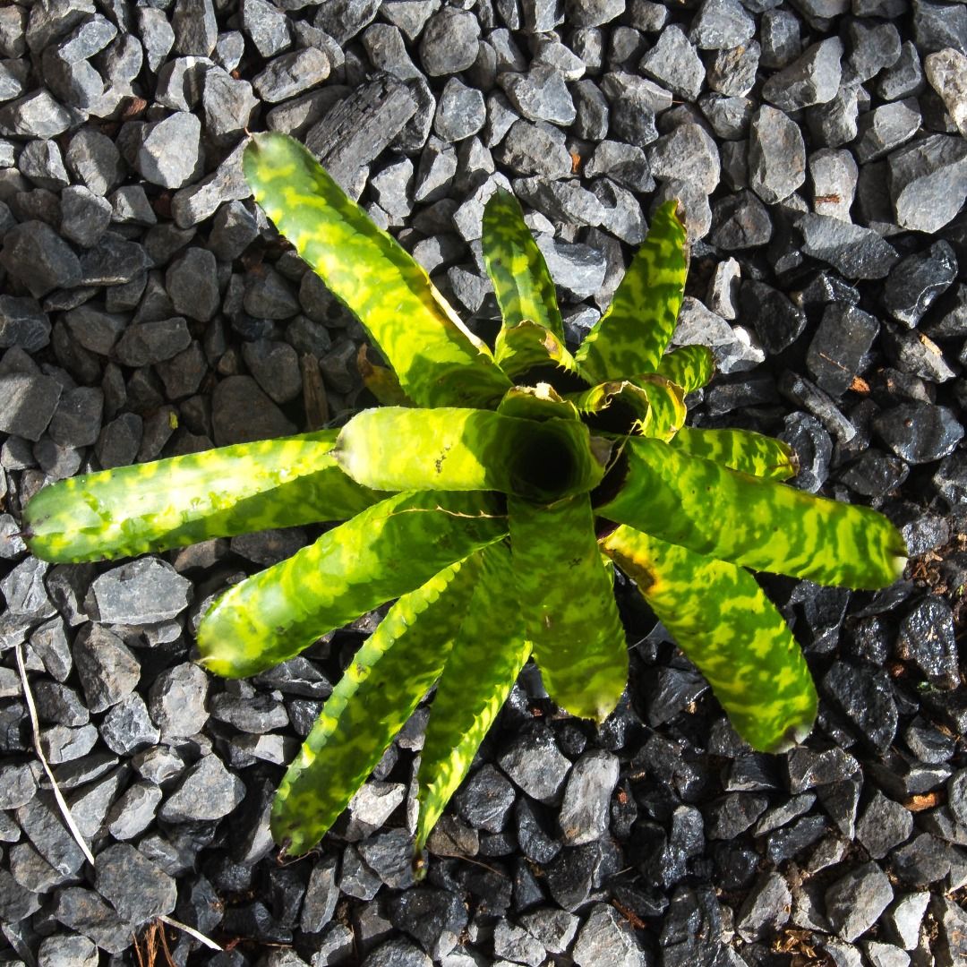 Cori Arojoi Bromeliad - terrarium vivarium reptiles frogs small animals ...