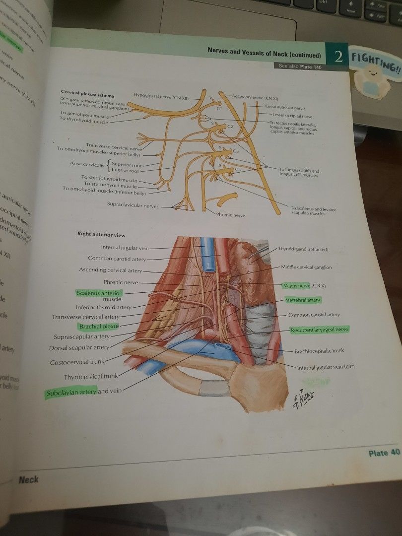 Netter Atlas of Human Anatomy 7th Edition, Hobbies & Toys, Books ...
