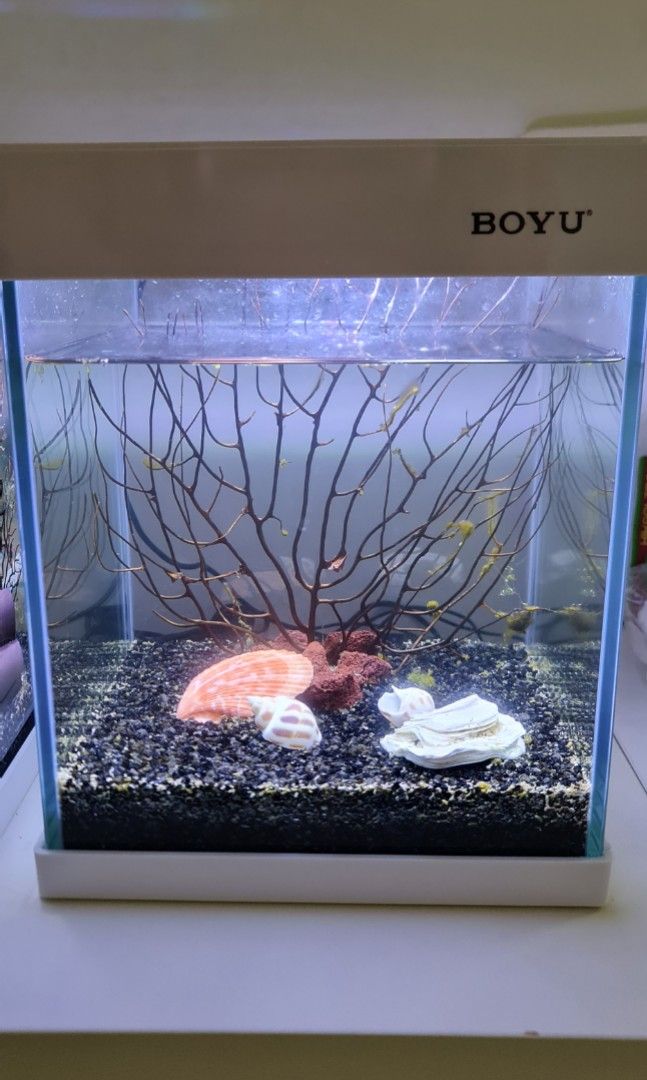 Opae Ula Shrimp Tank (10L), Pet Supplies, Homes & Other Pet Accessories ...