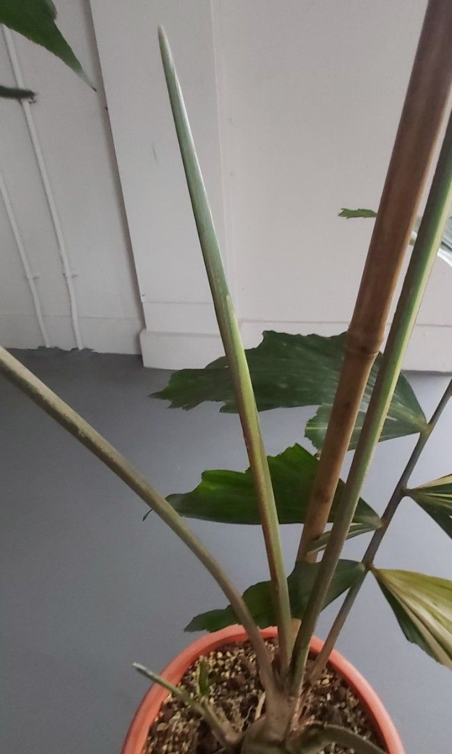 Palm plant (Fishtail Variegated), Furniture & Home Living, Gardening ...