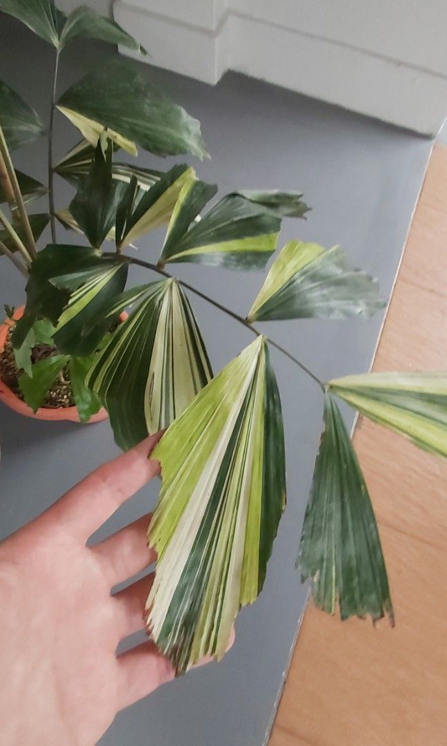 Palm plant (Fishtail Variegated), Furniture & Home Living, Gardening ...