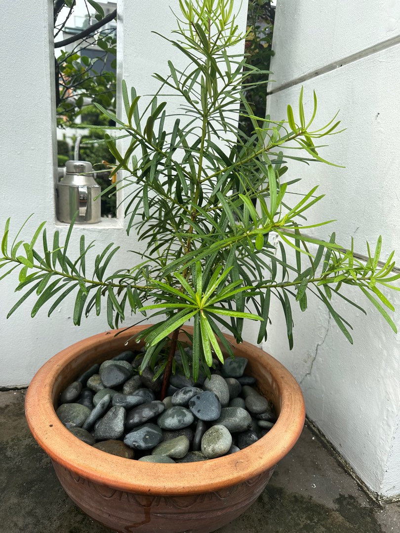Podocarpus Plant, Furniture & Home Living, Gardening, Plants & Seeds on ...