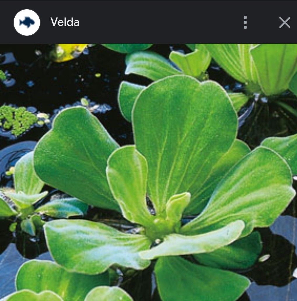 Red root floaters and floating plants for aquarium, Furniture & Home ...