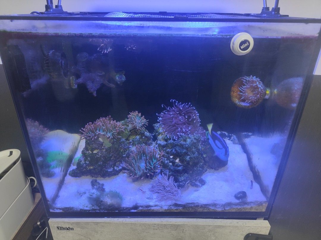 Redsea 170 fish tank marble finish, Pet Supplies, Homes & Other Pet ...