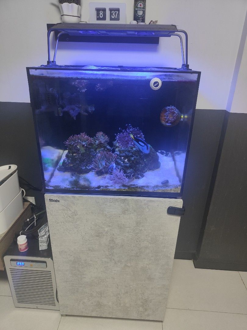 Redsea 170 fish tank marble finish, Pet Supplies, Homes & Other Pet ...