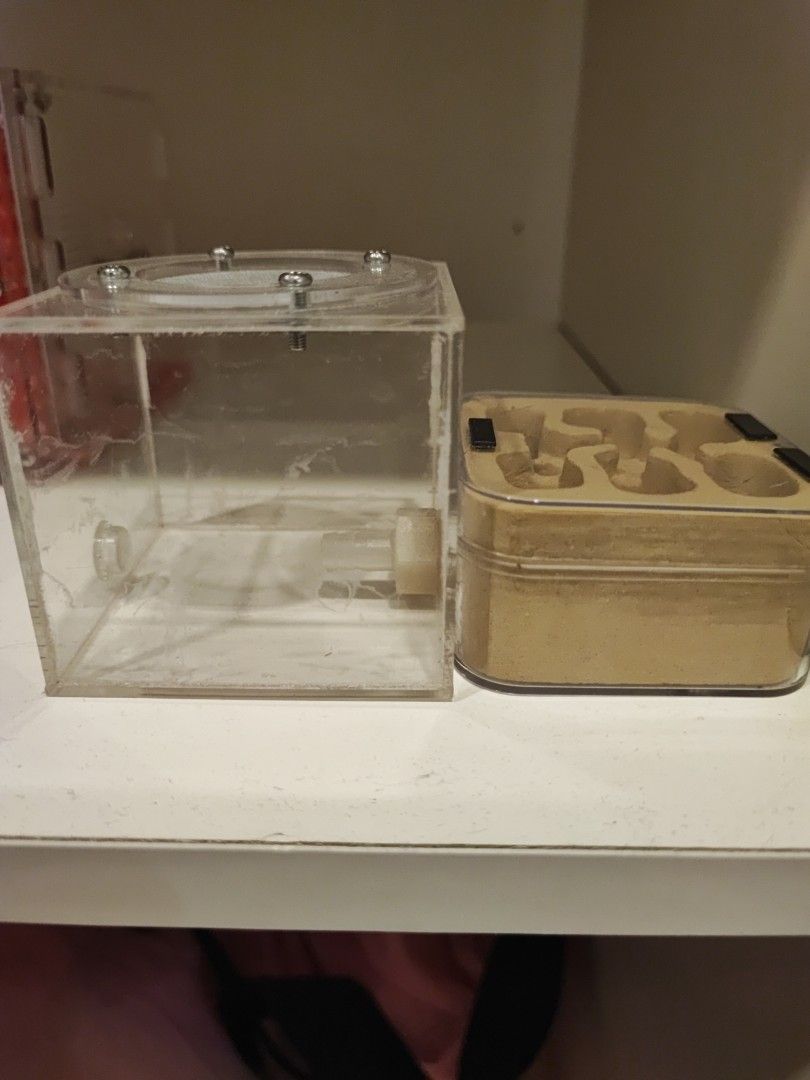 Small acrylic formicarium, Pet Supplies, Homes & Other Pet Accessories ...