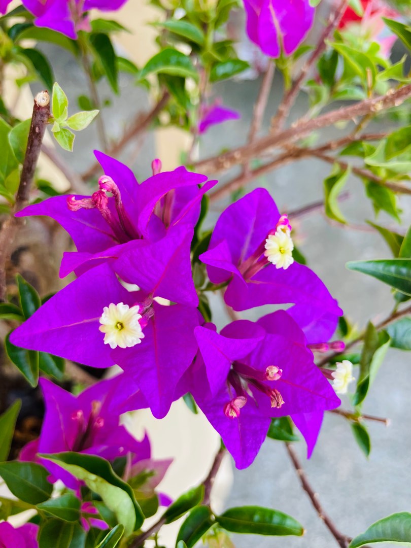 Star Purple Bougainvillea on Clay Pot (10x10), Furniture & Home Living ...
