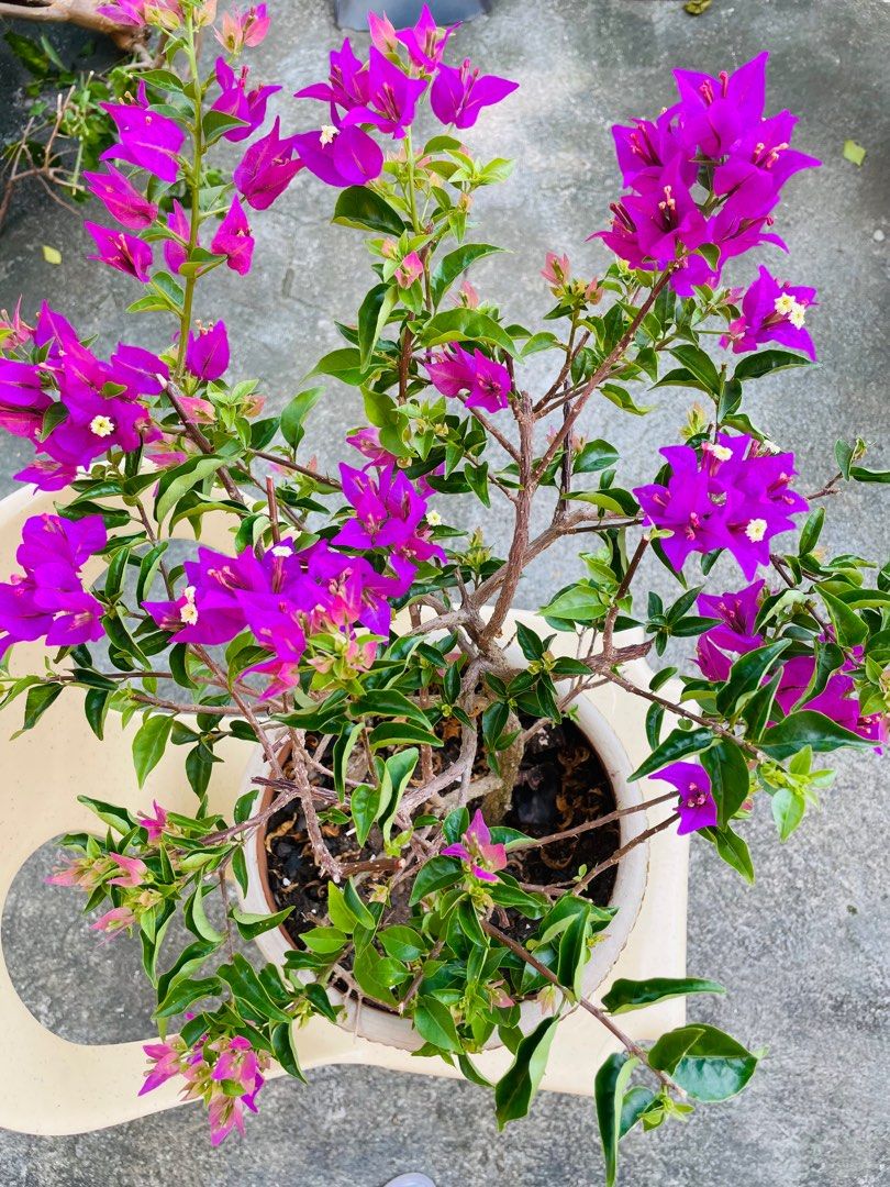 Star Purple Bougainvillea on Clay Pot (10x10), Furniture & Home Living ...