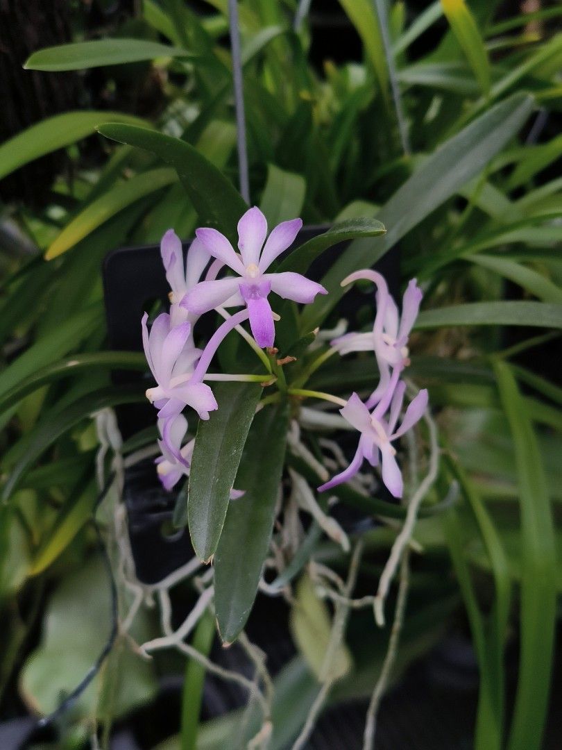Vandachostylis Lou Sneary 'blue', Furniture & Home Living, Gardening ...