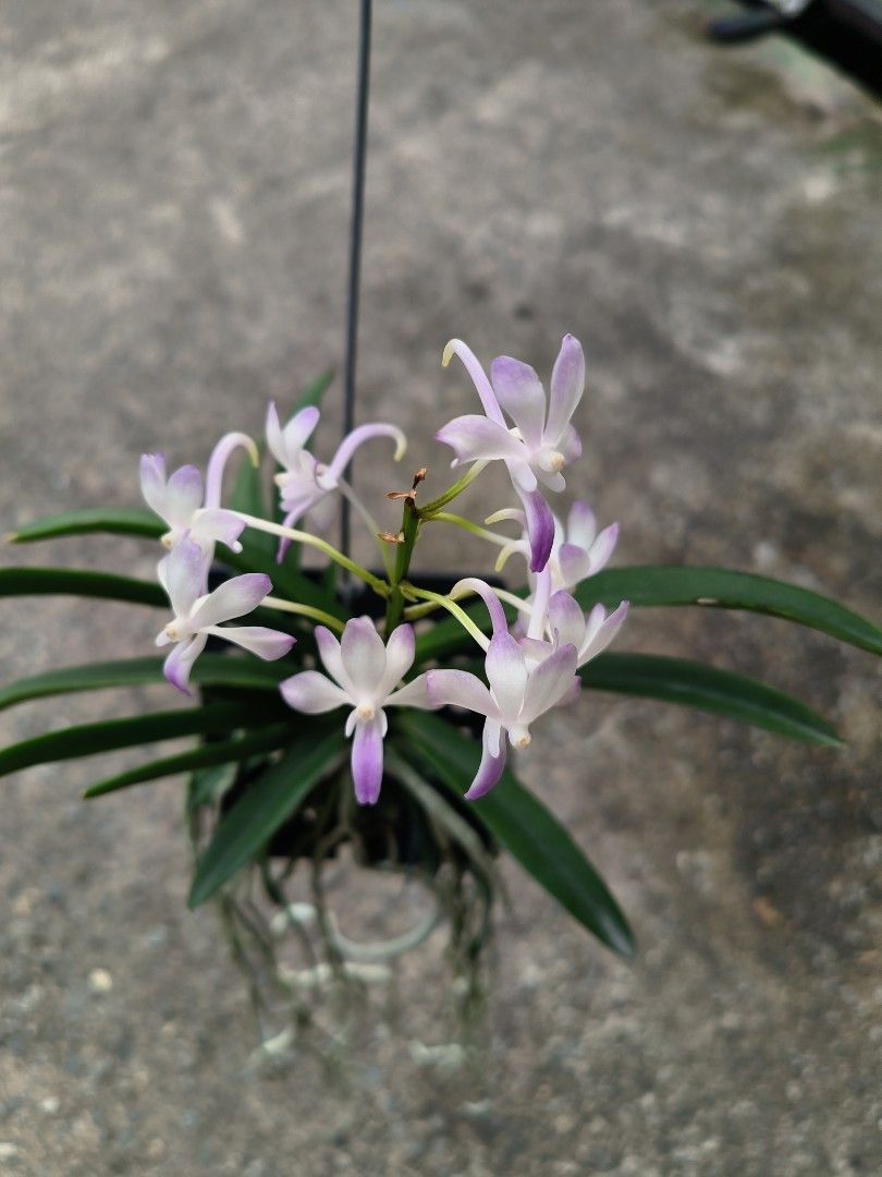 Vandachostylis Lou Sneary 'blue', Furniture & Home Living, Gardening ...