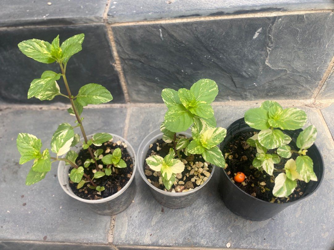 Variegated peppermint mint edible, Furniture & Home Living, Gardening ...