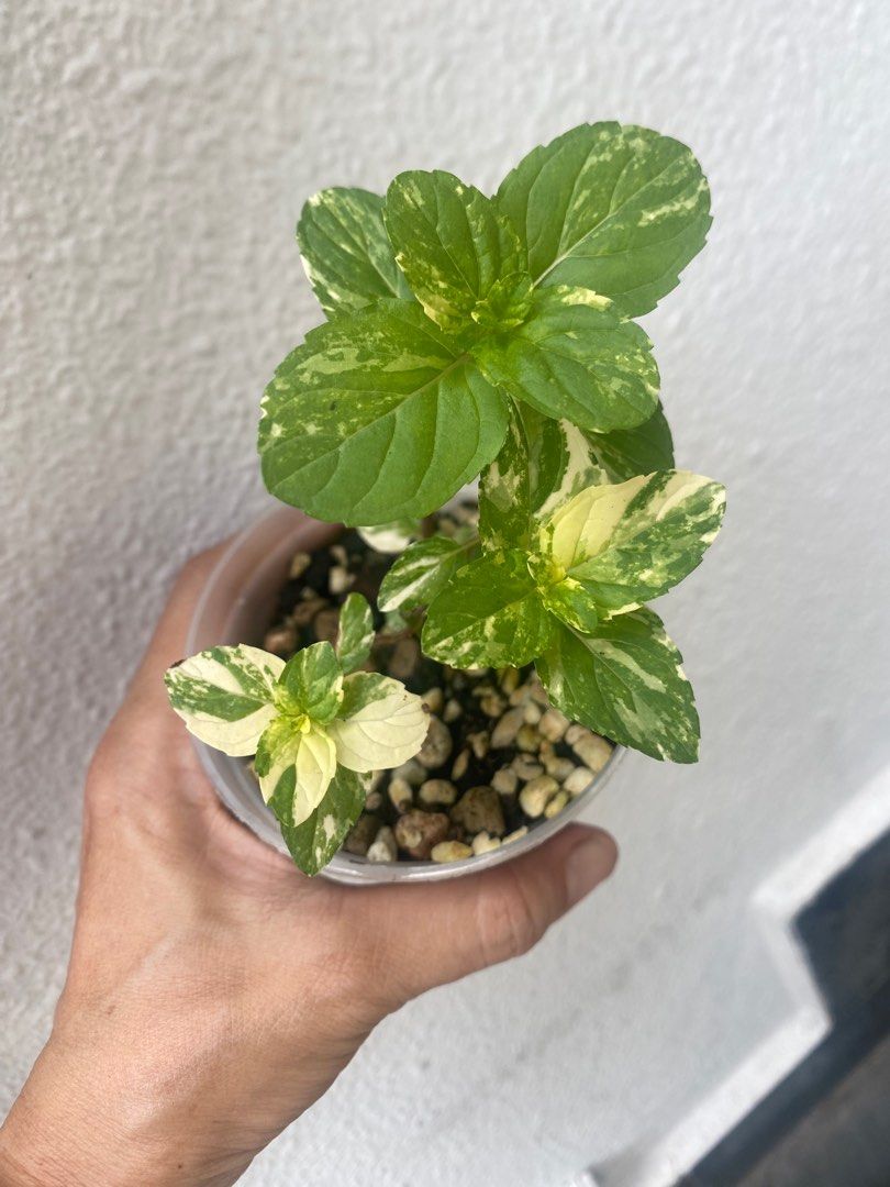 Variegated peppermint mint edible, Furniture & Home Living, Gardening ...