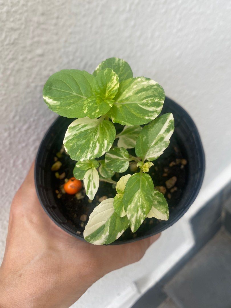 Variegated peppermint mint edible, Furniture & Home Living, Gardening ...