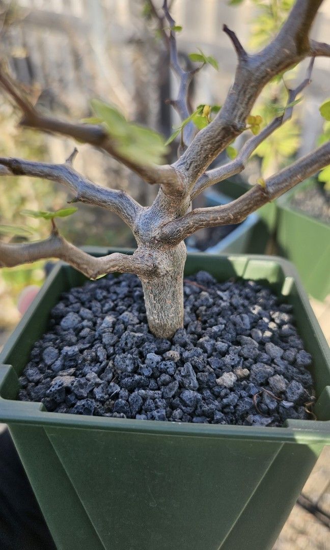 波葉橄欖 Commiphora Sinuata 波折橄欖, 傢俬＆家居, 園藝, 植物及種子 - Carousell