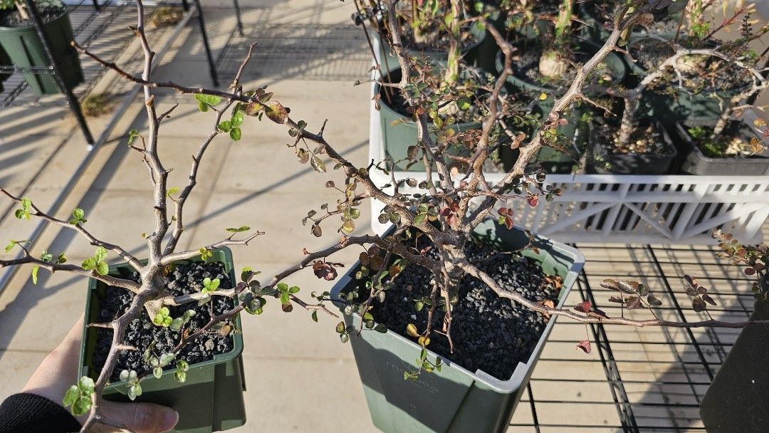 波葉橄欖 Commiphora Sinuata 波折橄欖, 傢俬＆家居, 園藝, 植物及種子 - Carousell