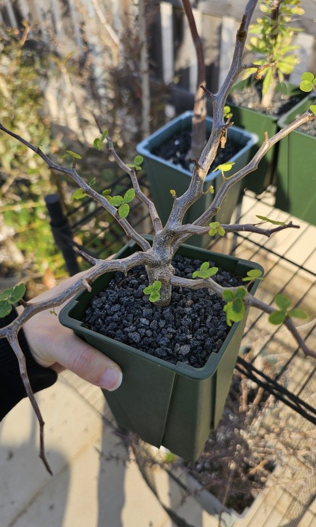 波葉橄欖 Commiphora Sinuata 波折橄欖, 傢俬＆家居, 園藝, 植物及種子 - Carousell