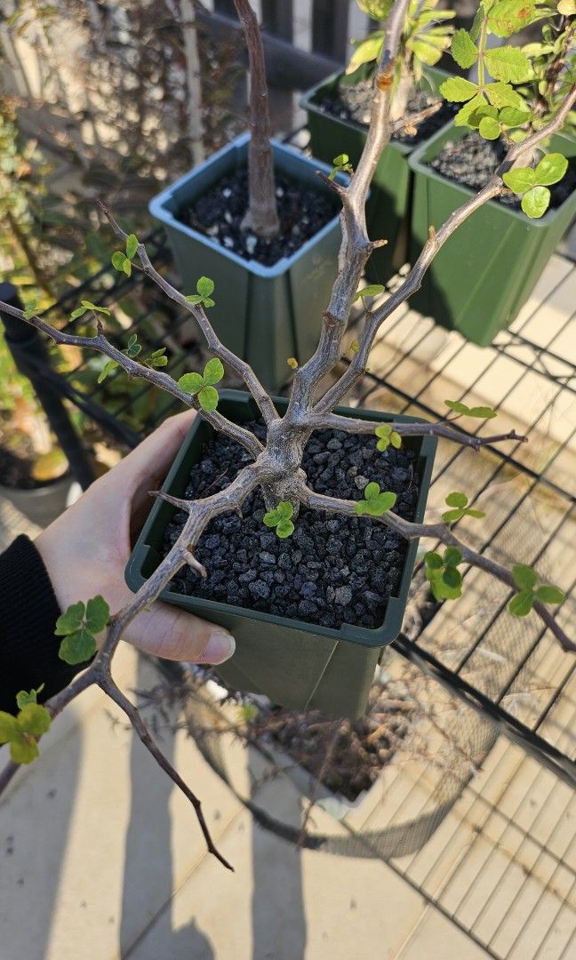 波葉橄欖 Commiphora Sinuata 波折橄欖, 傢俬＆家居, 園藝, 植物及種子 - Carousell