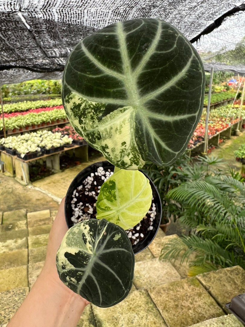 Alocasia Black Velvet Variegated, Furniture & Home Living, Gardening ...