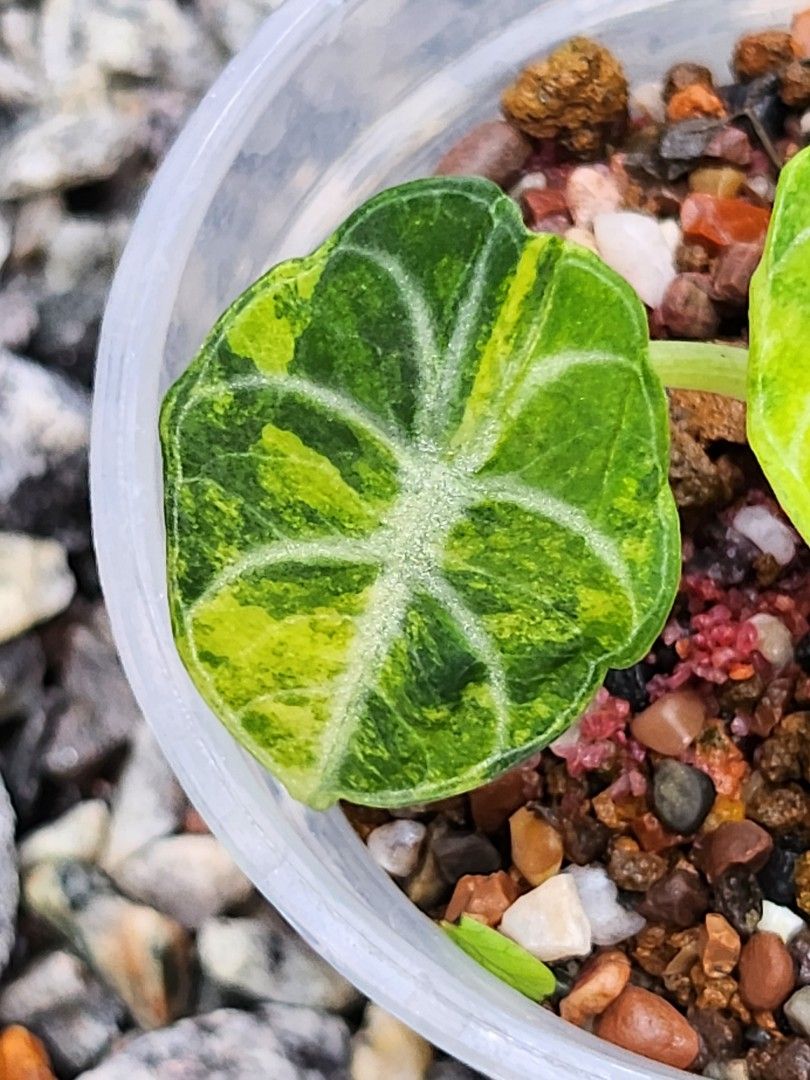 Alocasia Ninja Aurea Variegated, Furniture & Home Living, Gardening ...