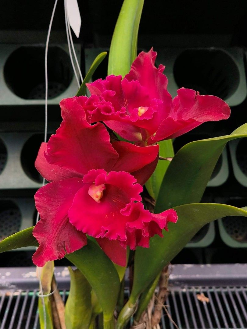 Cattleya, Furniture & Home Living, Gardening, Plants & Seeds on Carousell