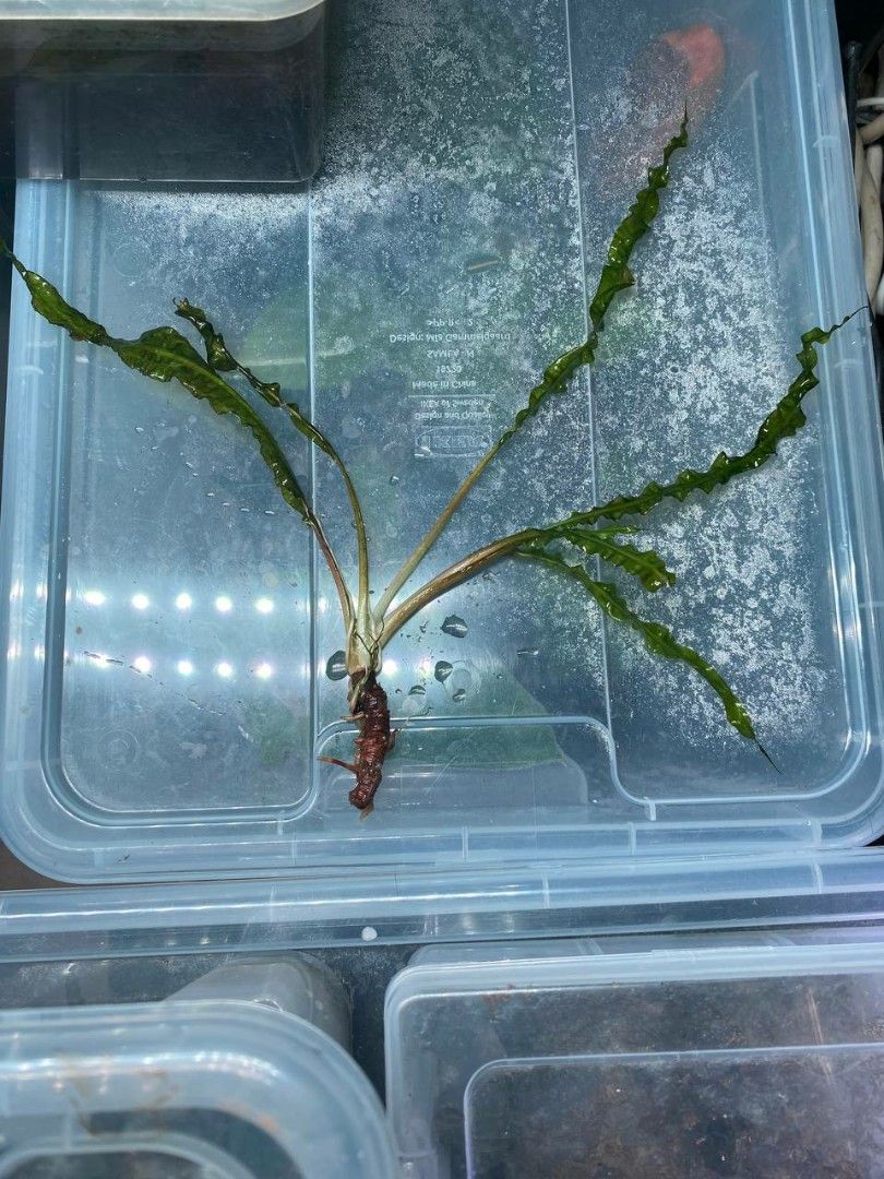 Cryptocoryne balansae (Beginner aquatic plant), Furniture & Home Living ...