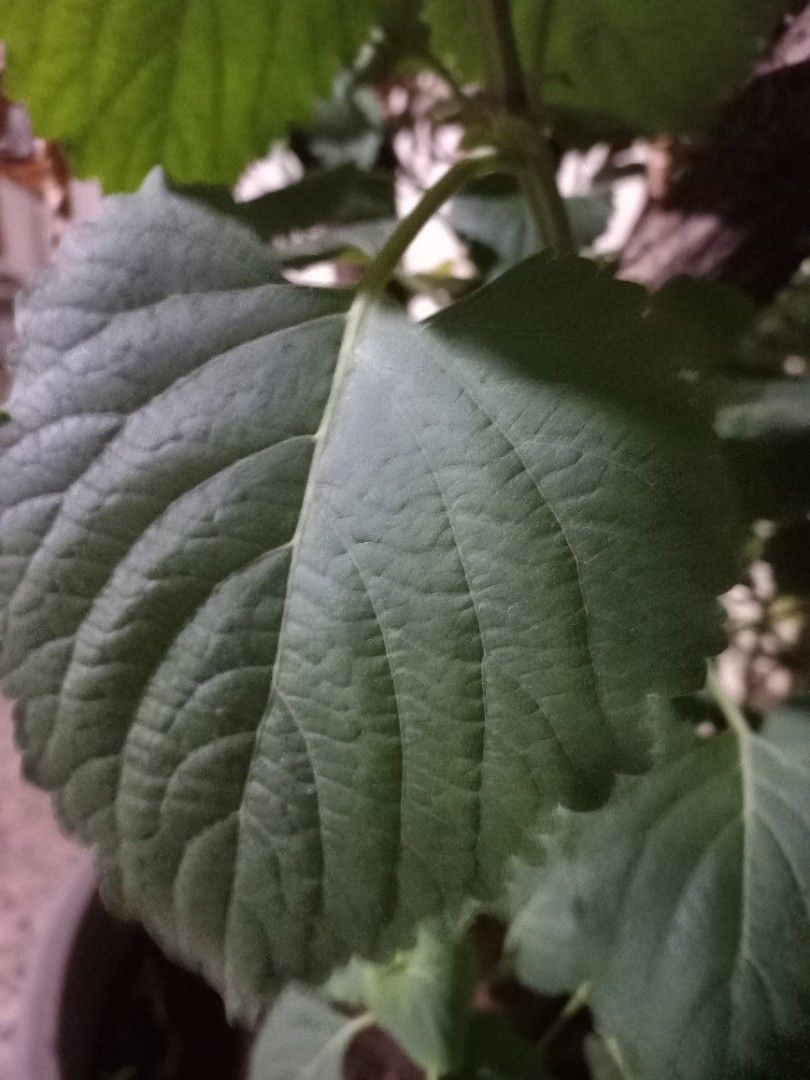 Daun matcho, Perkebunan di Carousell