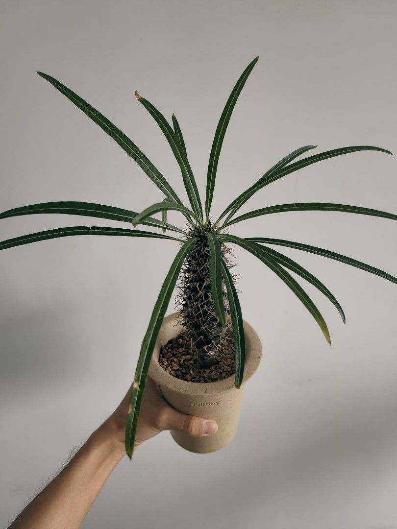 Pachypodium Lamerei Soilboy Limited Edition Pot, Furniture & Home ...