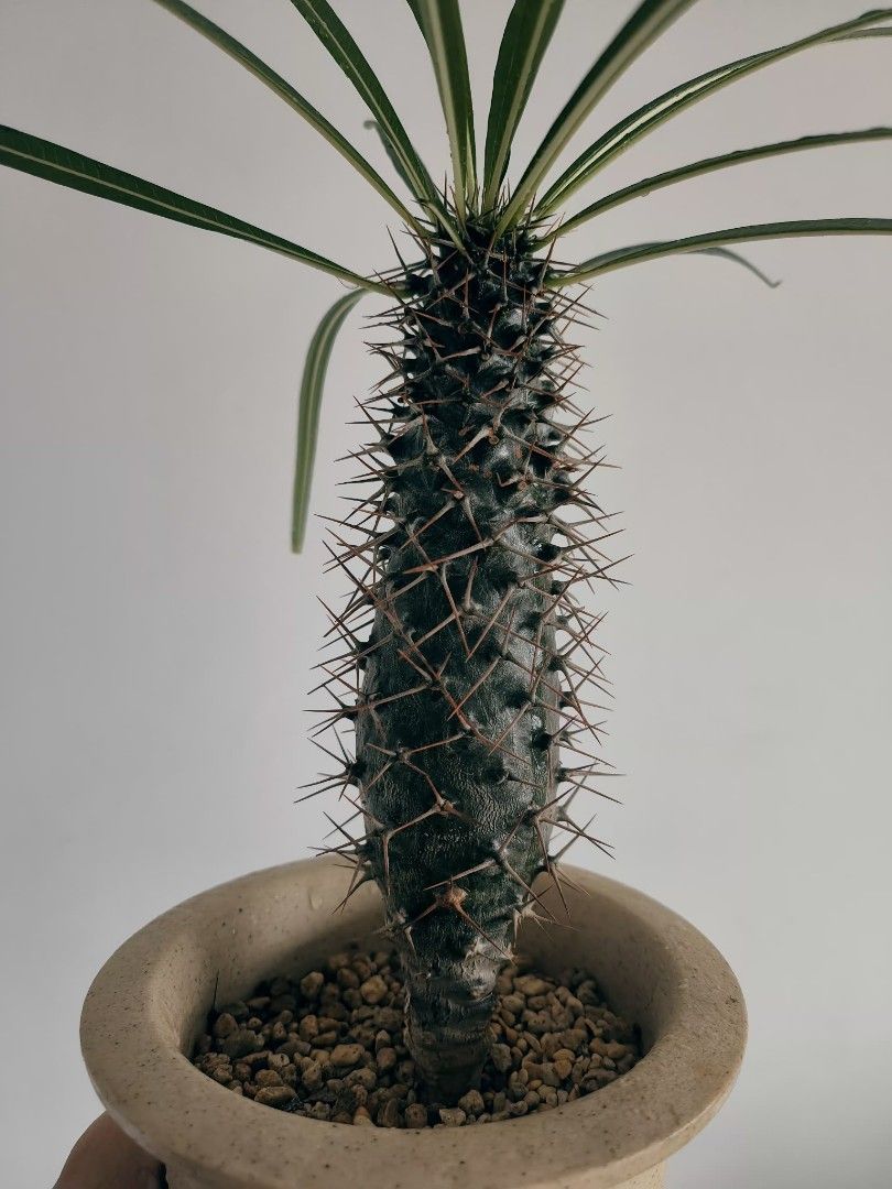 Pachypodium Lamerei Soilboy Limited Edition Pot, Furniture & Home ...