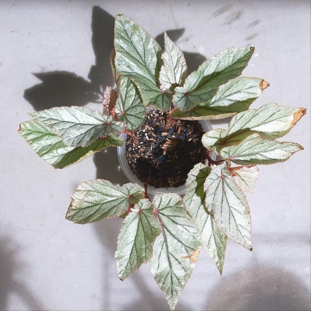 Begonia Don Miller, Furniture & Home Living, Gardening, Plants & Seeds ...