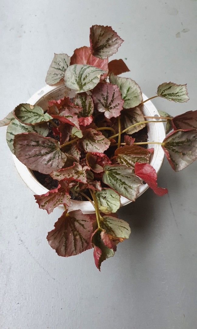 $5 Plants /Begonia Martin Mystery/Bryophyllum/Japanese Bamboo/ Money ...