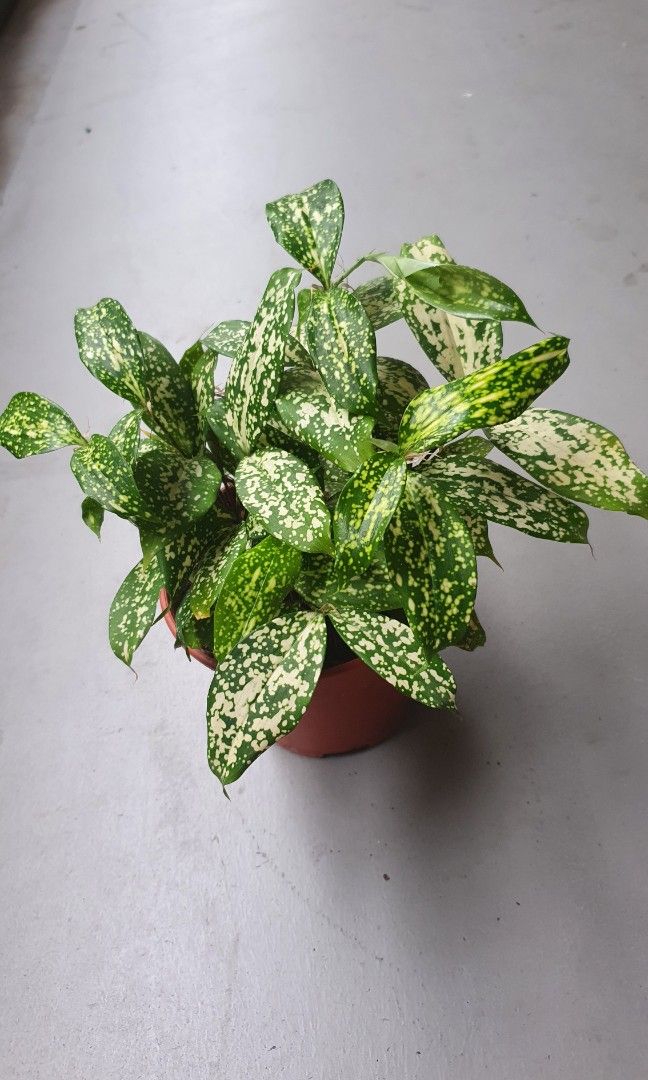 $5 Plants /Begonia Martin Mystery/Bryophyllum/Japanese Bamboo/ Money ...
