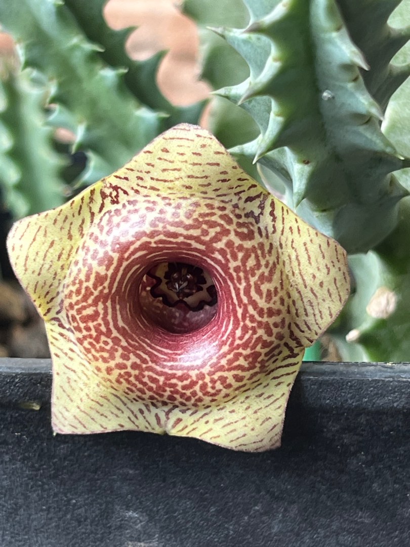Huernia Venus ratiles (big pot), Furniture & Home Living, Gardening ...