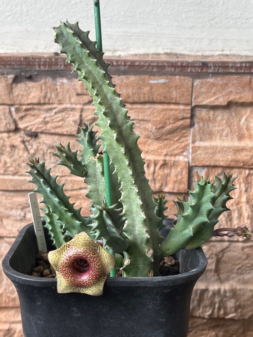 Huernia Venus ratiles (big pot), Furniture & Home Living, Gardening ...
