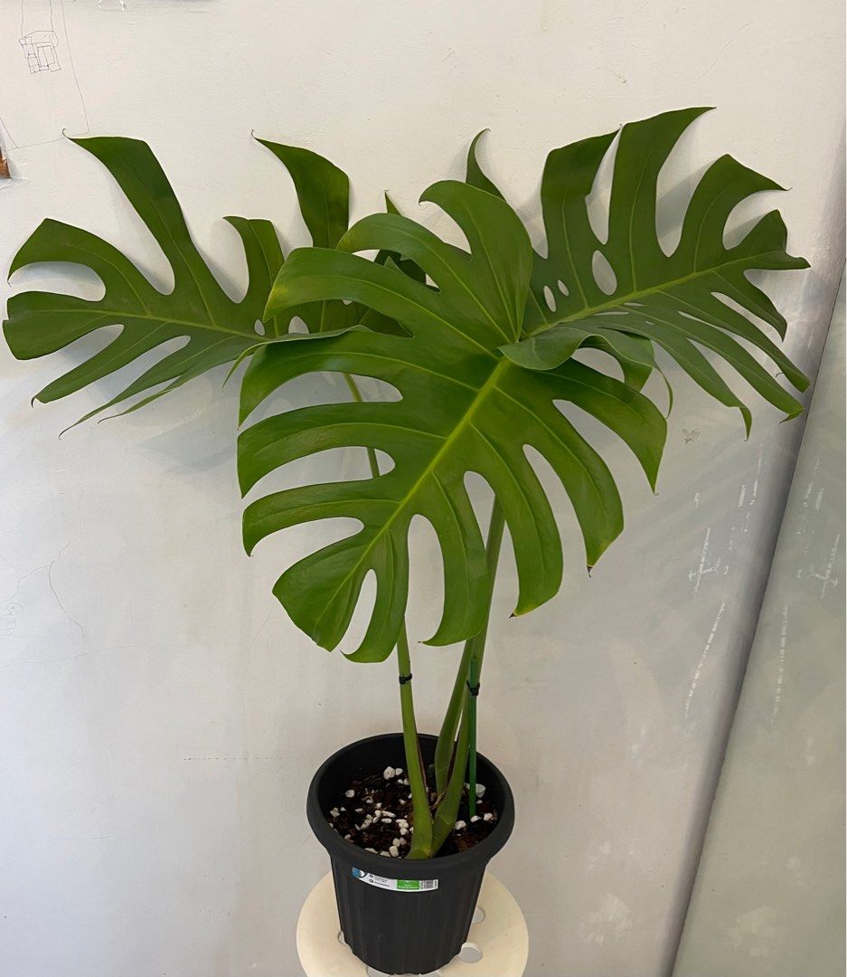 Monstera Brazilian Form, Furniture & Home Living, Gardening, Plants ...