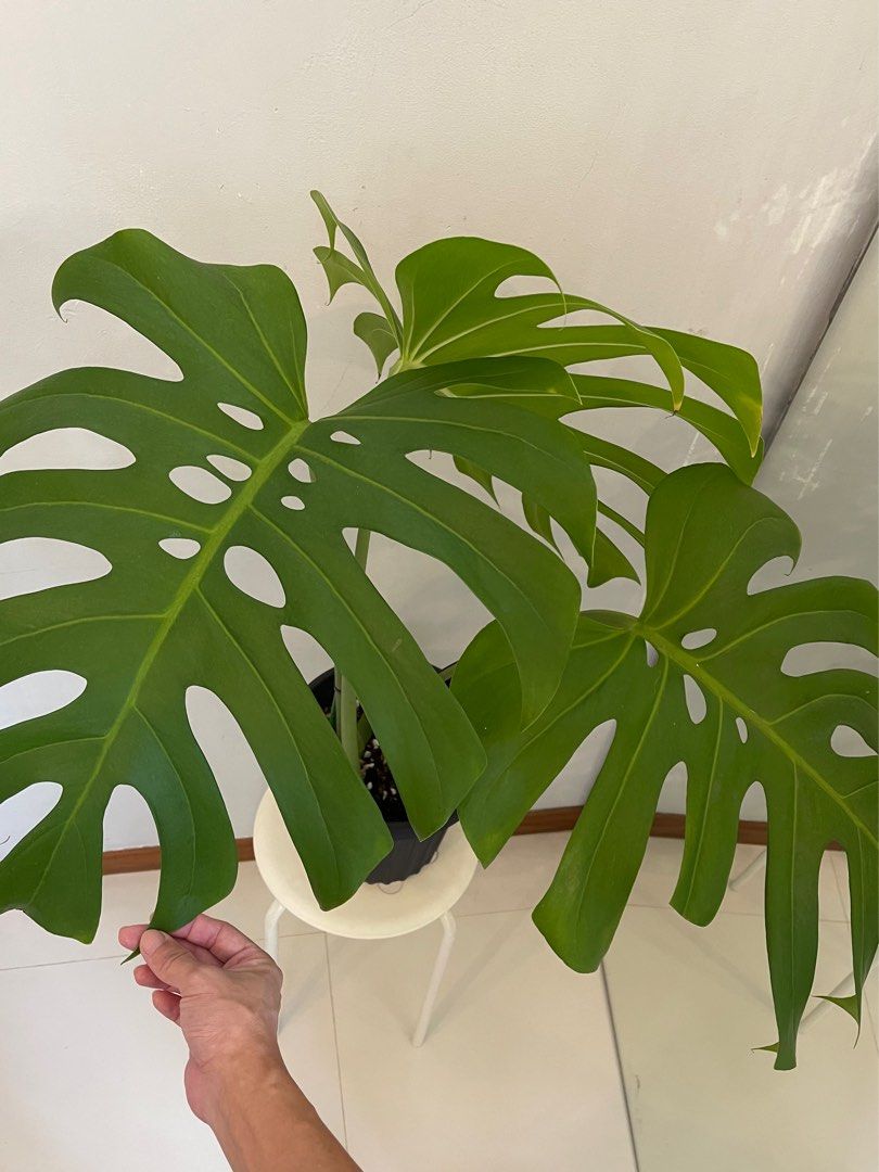 Monstera Brazilian Form, Furniture & Home Living, Gardening, Plants ...