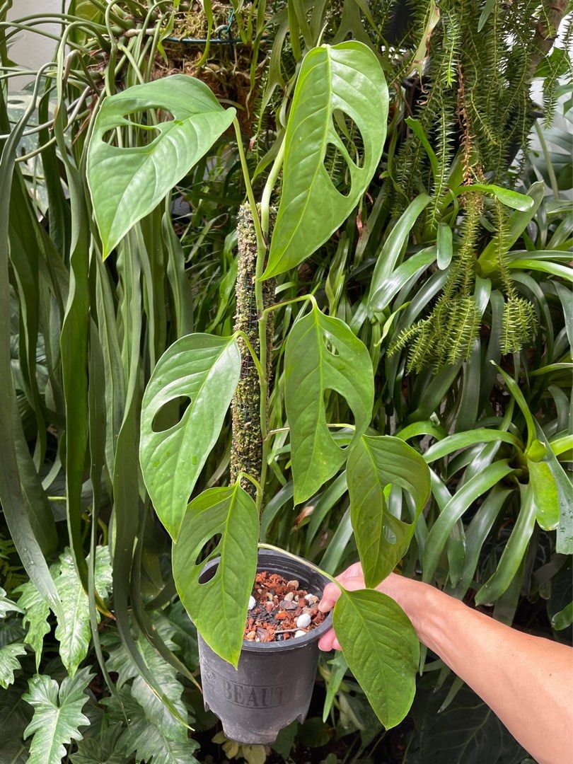 Monstera Praetermissa, Furniture & Home Living, Gardening, Plants ...