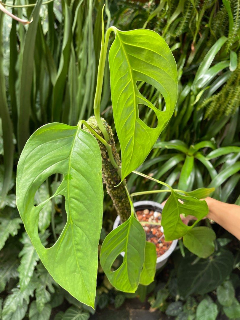 Monstera Praetermissa, Furniture & Home Living, Gardening, Plants ...