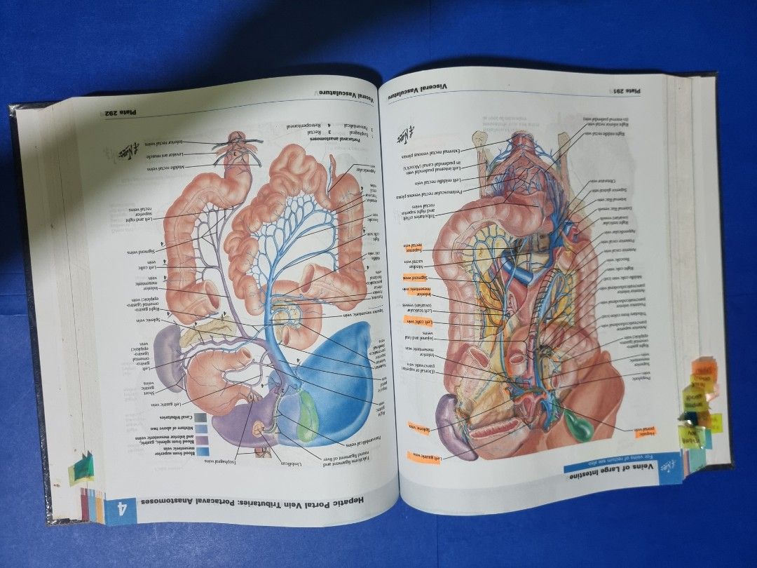Netter Atlas of Human Anatomy, Hobbies & Toys, Books & Magazines ...