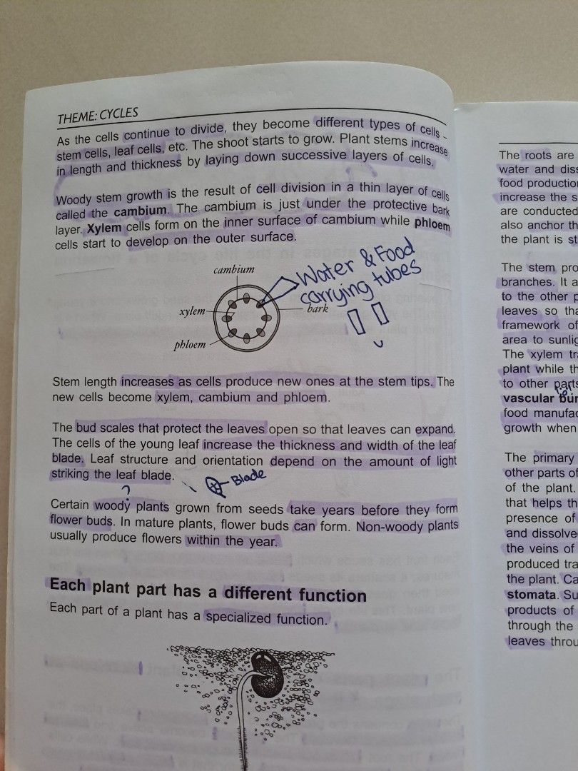 Casco - primary 5 science, Hobbies & Toys, Books & Magazines ...