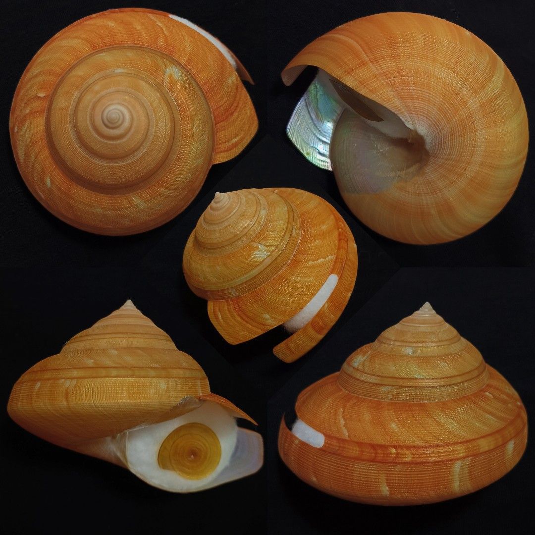 Seashell - Teramachii Slit Shell (Rich Orange Colour), Hobbies & Toys ...
