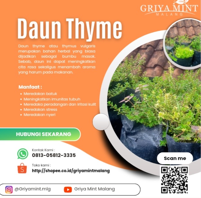 Tanaman Daun Tymi, Perkebunan di Carousell