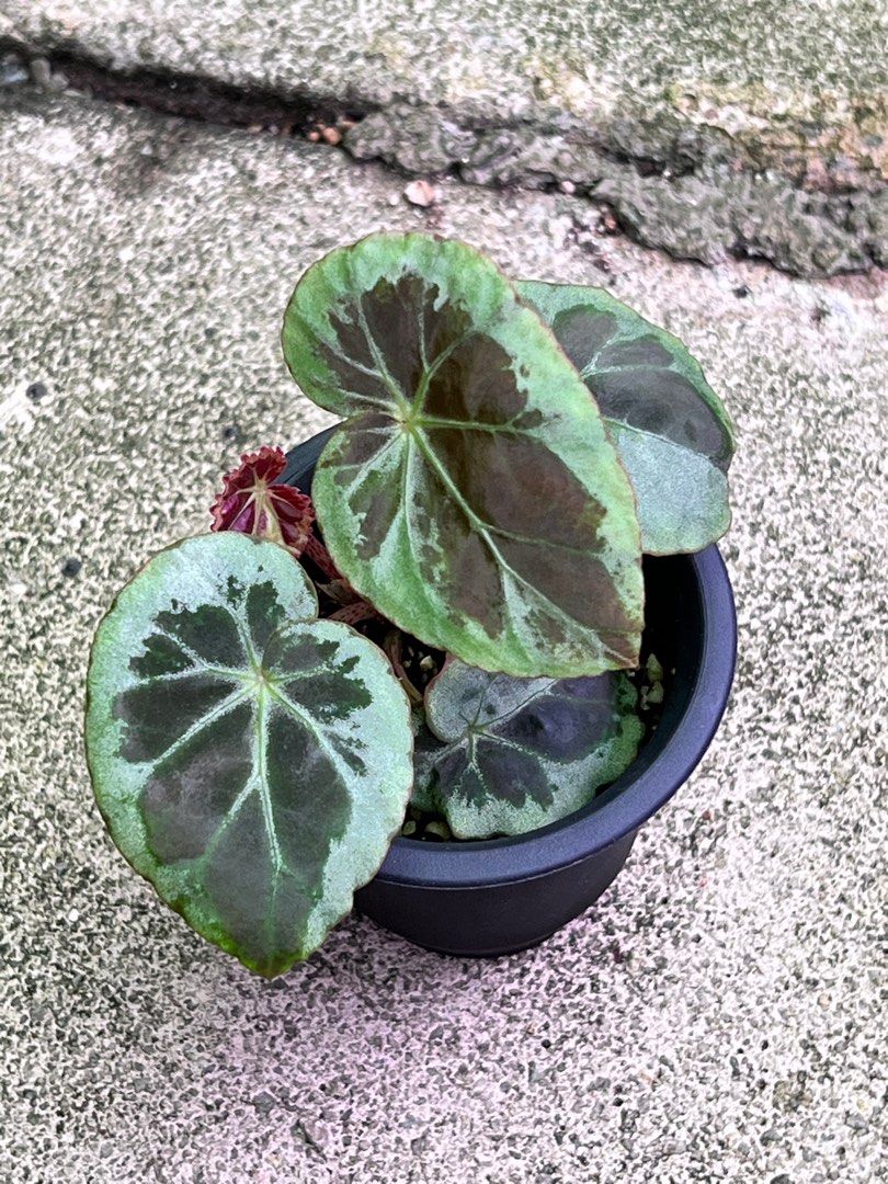 Begonia Burkillii Silver Edge, Furniture & Home Living, Gardening ...