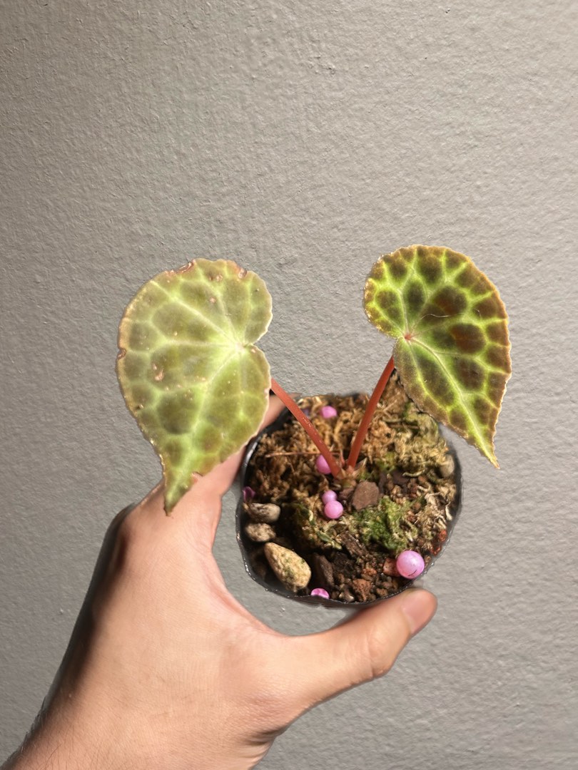 Begonia sp. trang, Furniture & Home Living, Gardening, Plants & Seeds ...